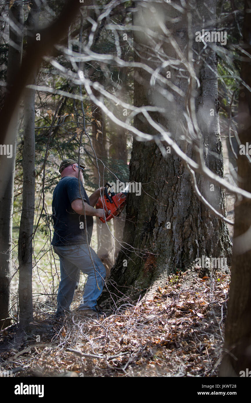 man in the bush cutting large birch tree down with chainsaw Stock Photo ...