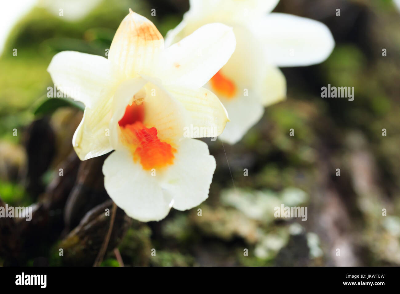 Rised hi-res stock photography and images - Alamy