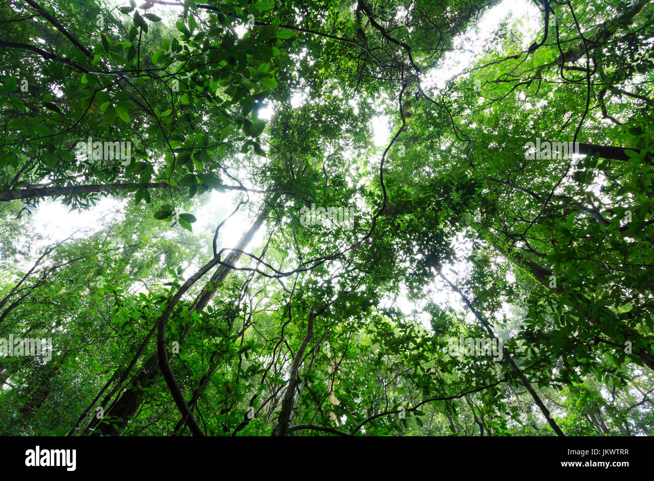 Light of the day shine through the high tree Stock Photo - Alamy