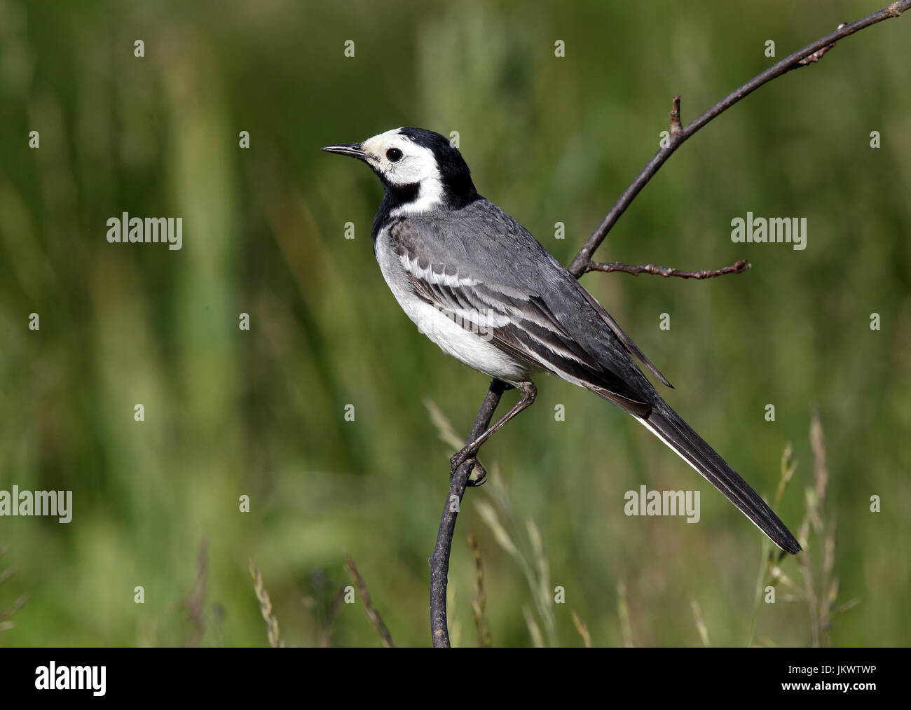 Motacilla alba birds black hi-res stock photography and images - Alamy
