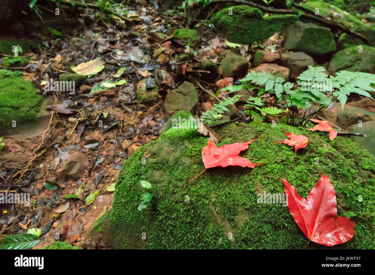 Red maple drop on the rock Stock Photo - Alamy