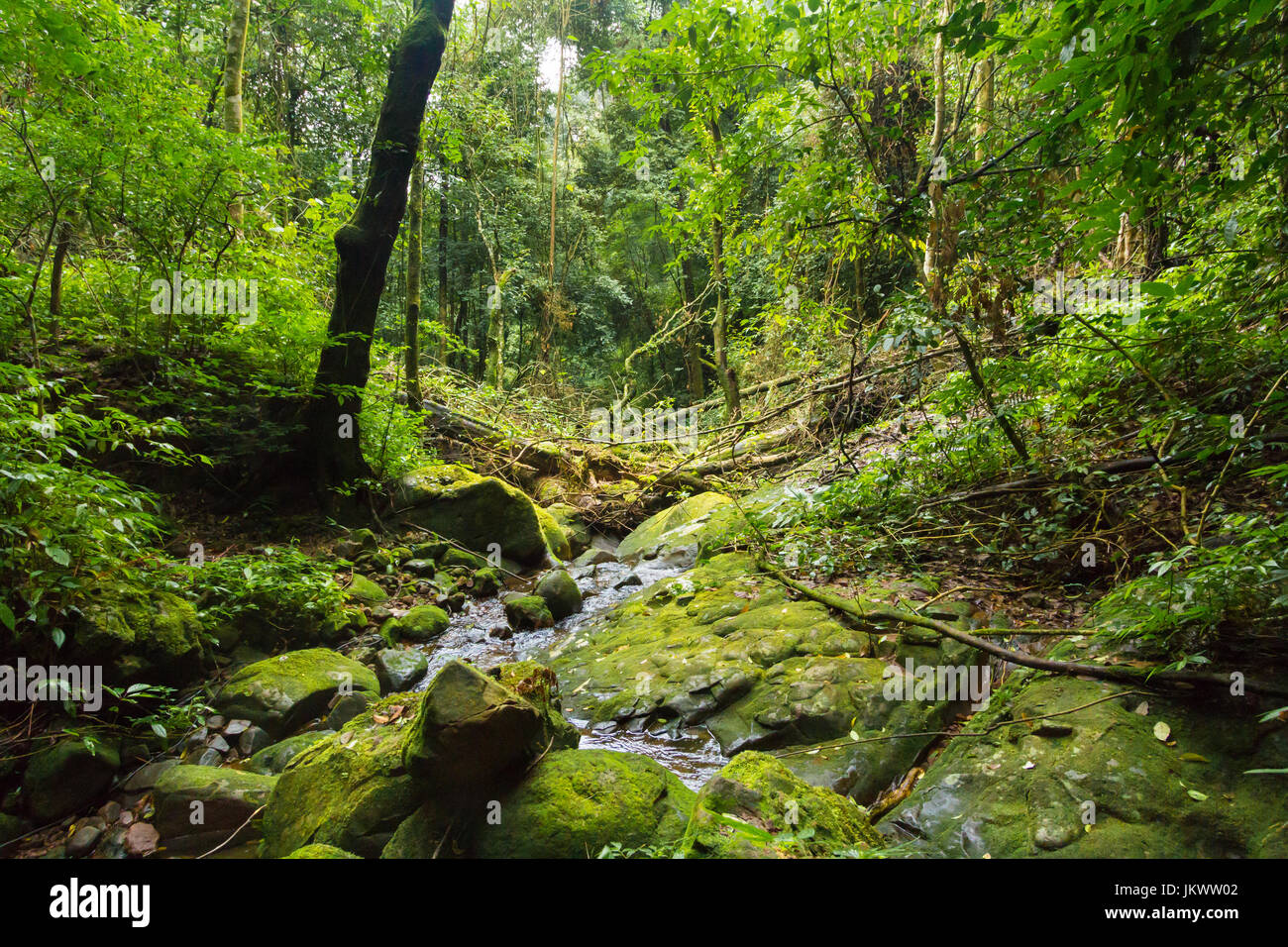 The beautiful of perfect forest Stock Photo - Alamy