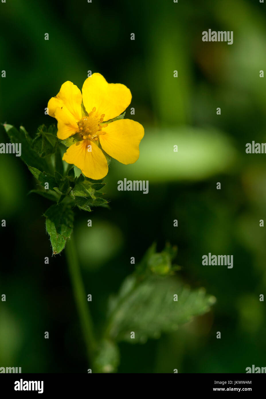 Probably a Slender Cinquefoil (Potentilla gracilis), seen in the Flat ...
