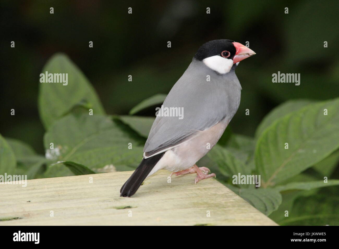 Java sparrow finch perches on a wooden table in greenery Stock Photo ...