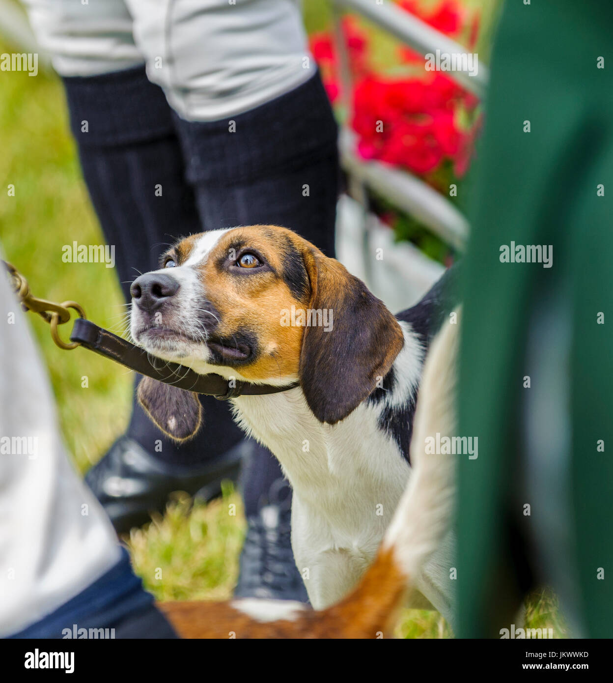 Hunt And Beagle High Resolution Stock Photography and Images - Alamy