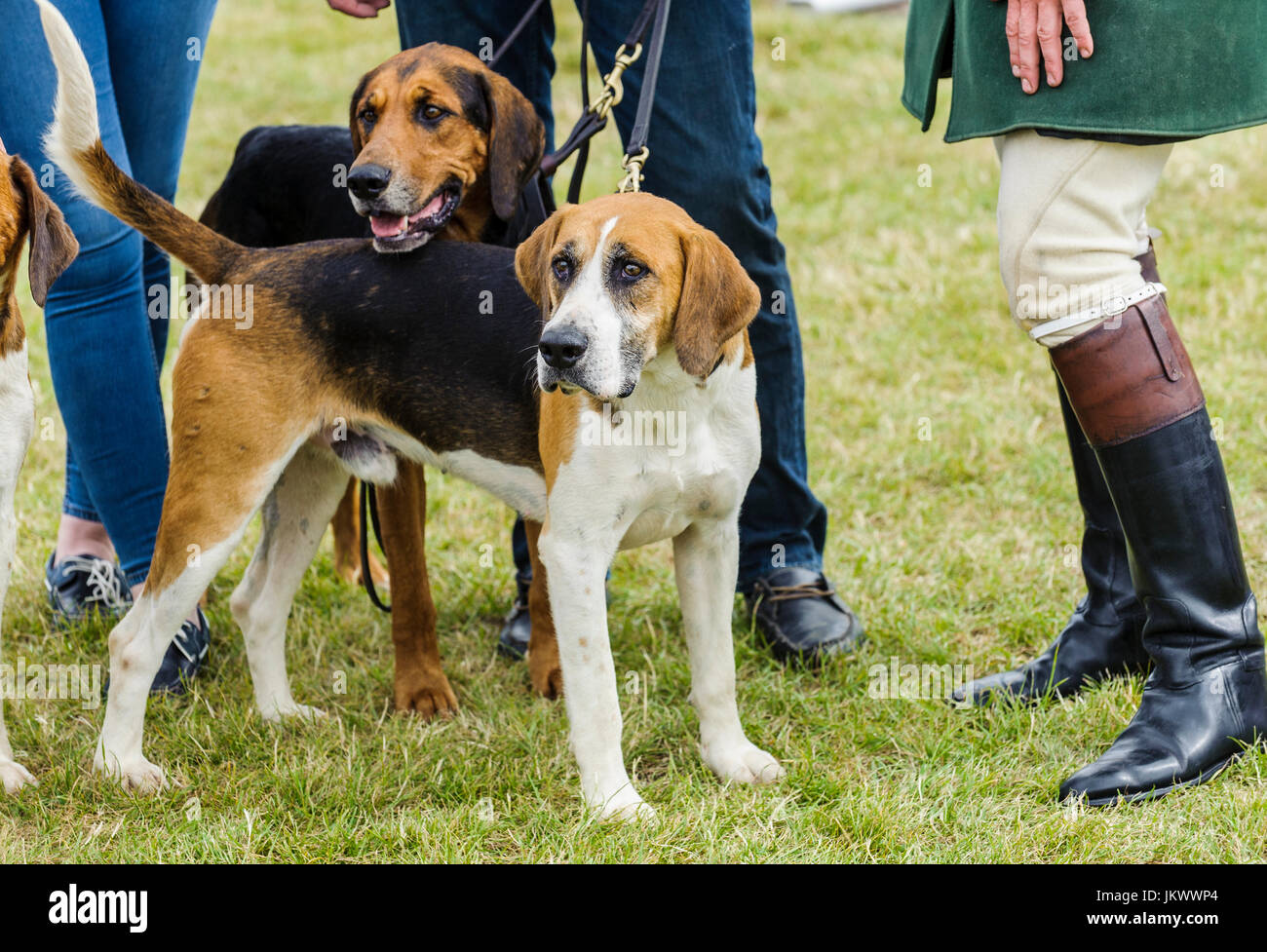 Beagles hunt hi-res stock photography and images - Alamy