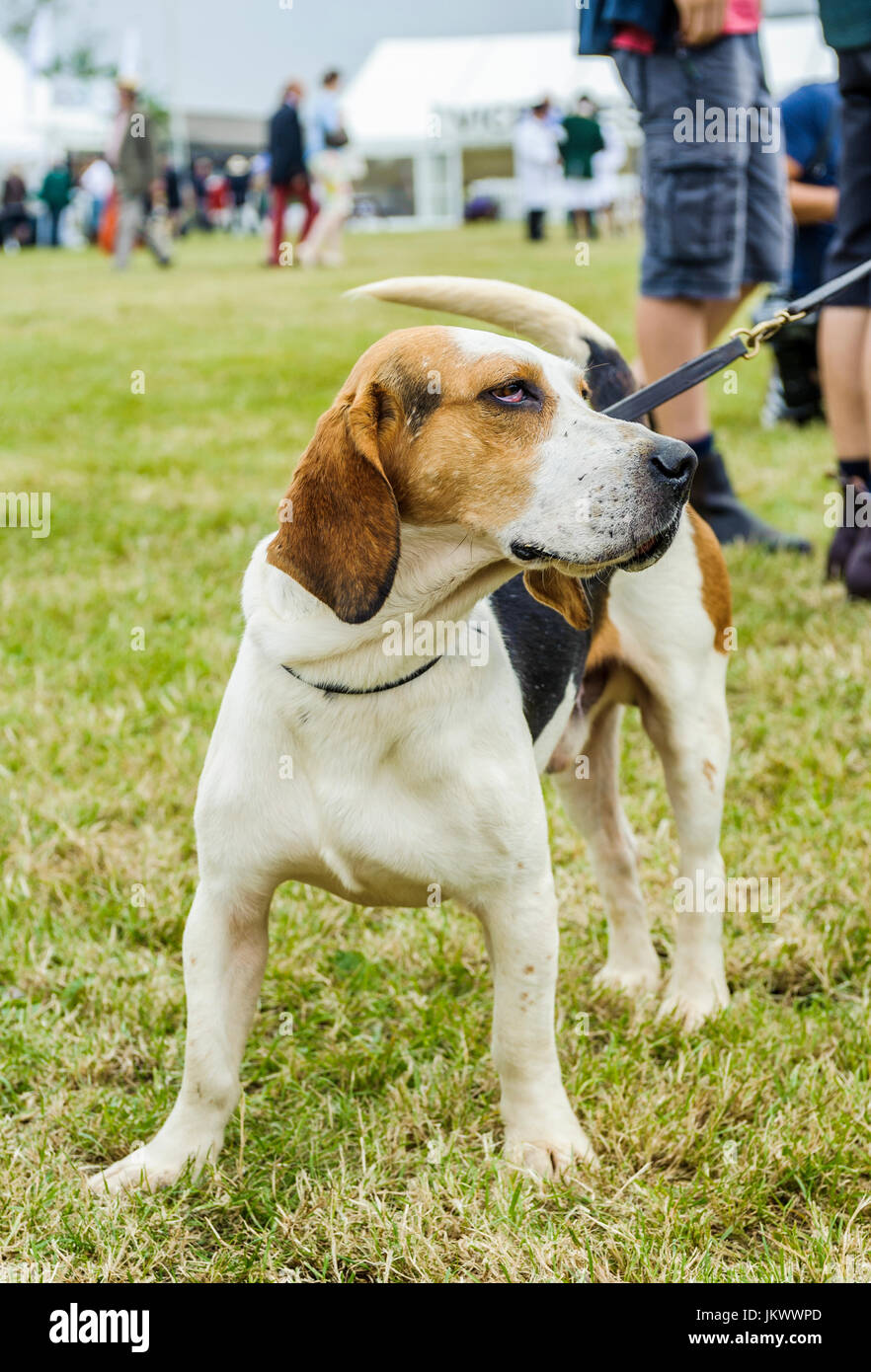 A young beagle dog looking up to his owner Stock Photo - Alamy