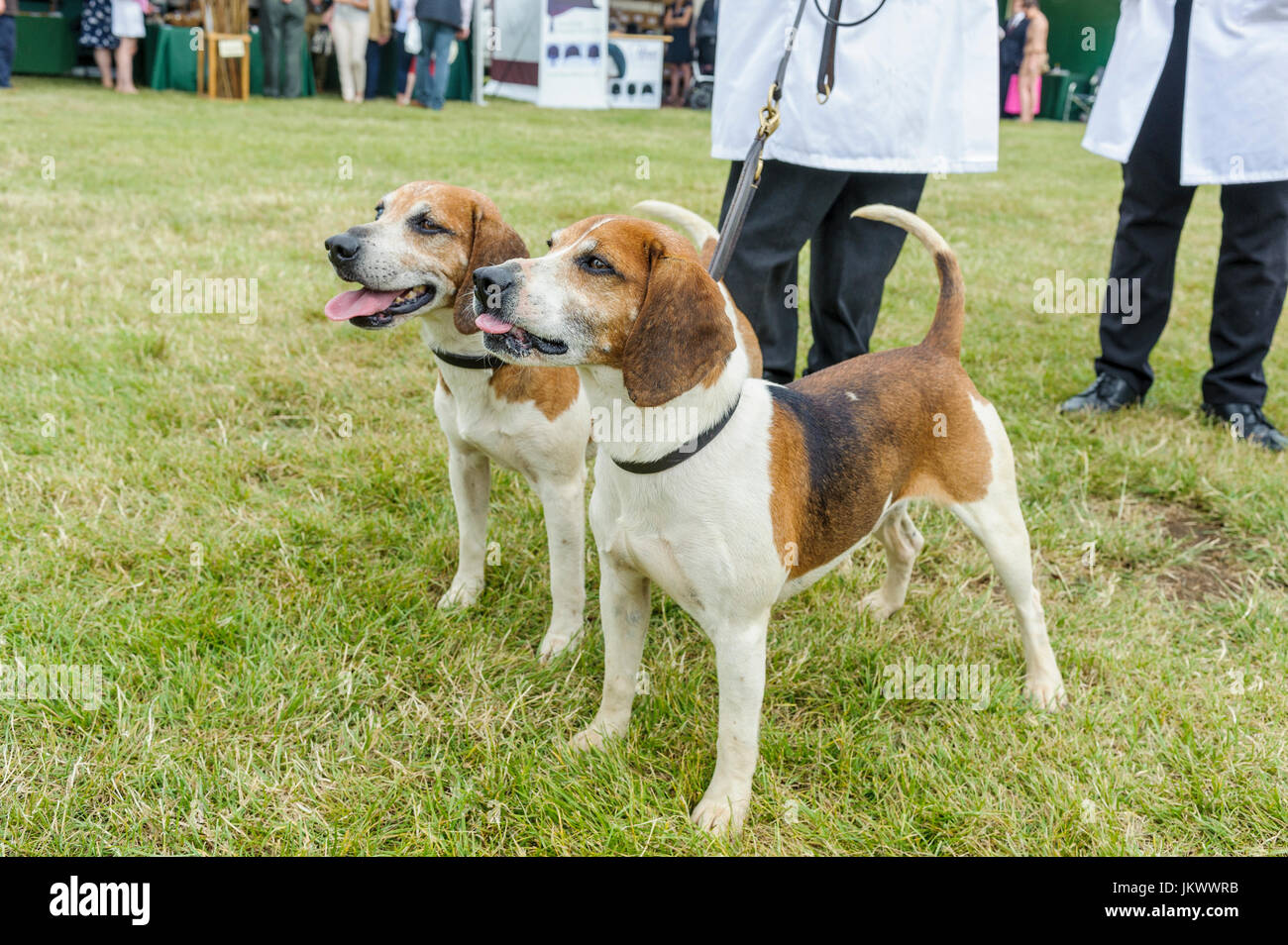 Beagles hunt hi-res stock photography and images - Alamy