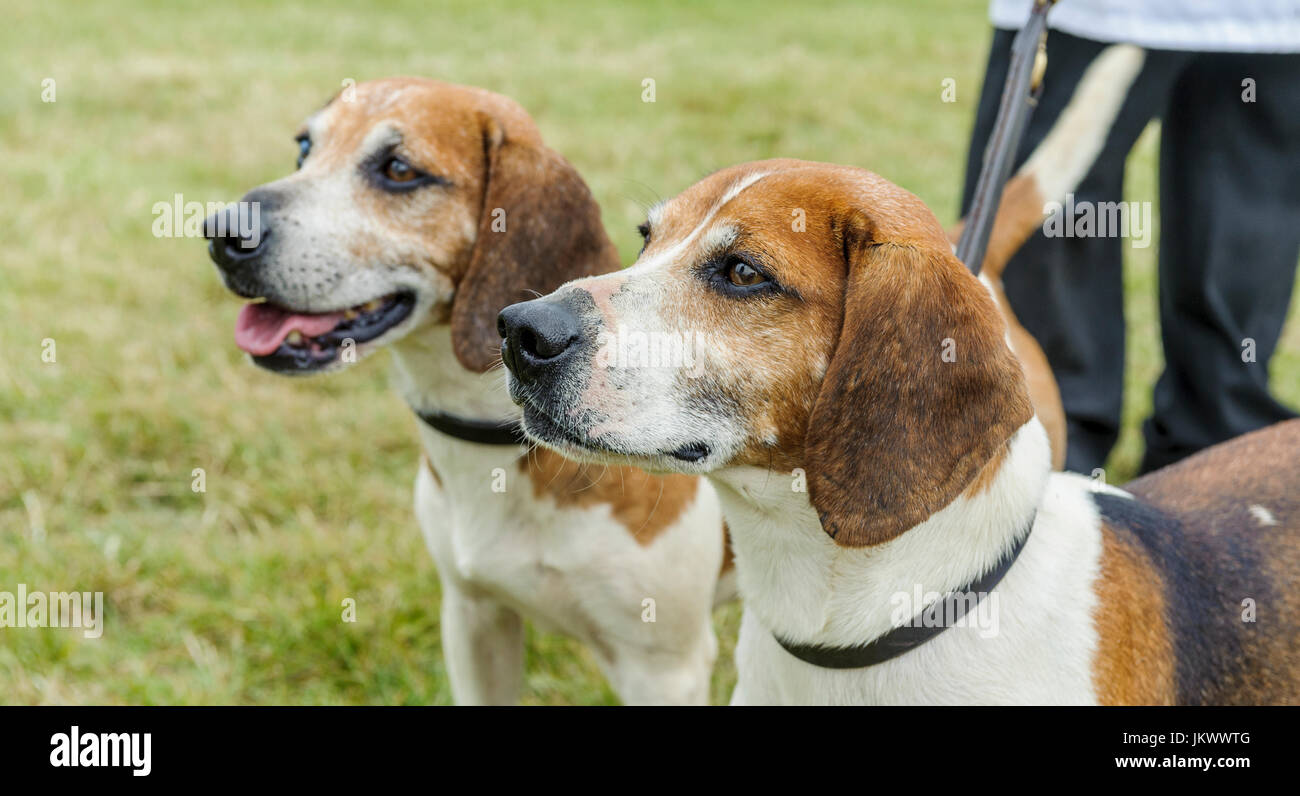 Beagle hunt hi-res stock photography and images - Alamy