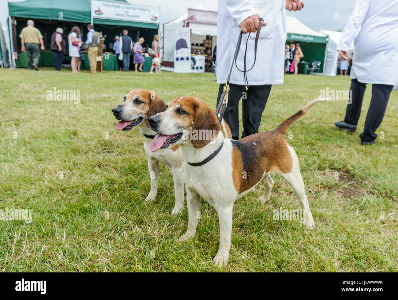 Hunting beagles hi-res stock photography and images - Alamy