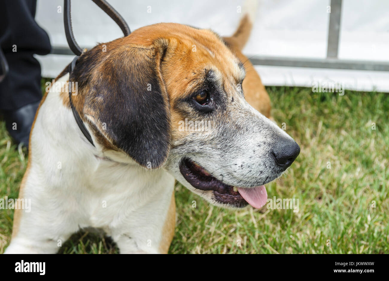 Portrait of an old Beagle dog Stock Photo - Alamy