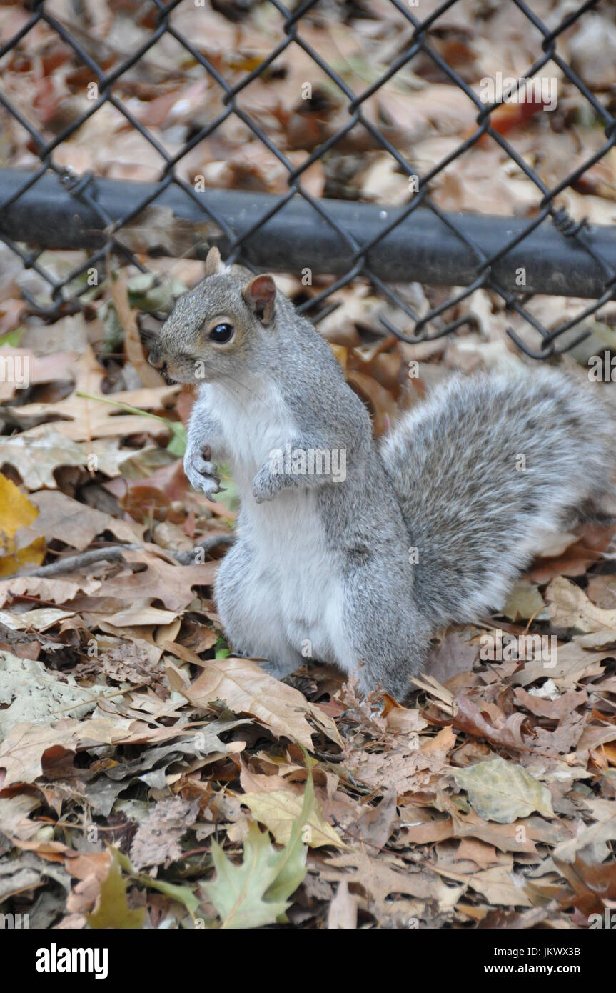 New york city squirrel hi-res stock photography and images - Alamy