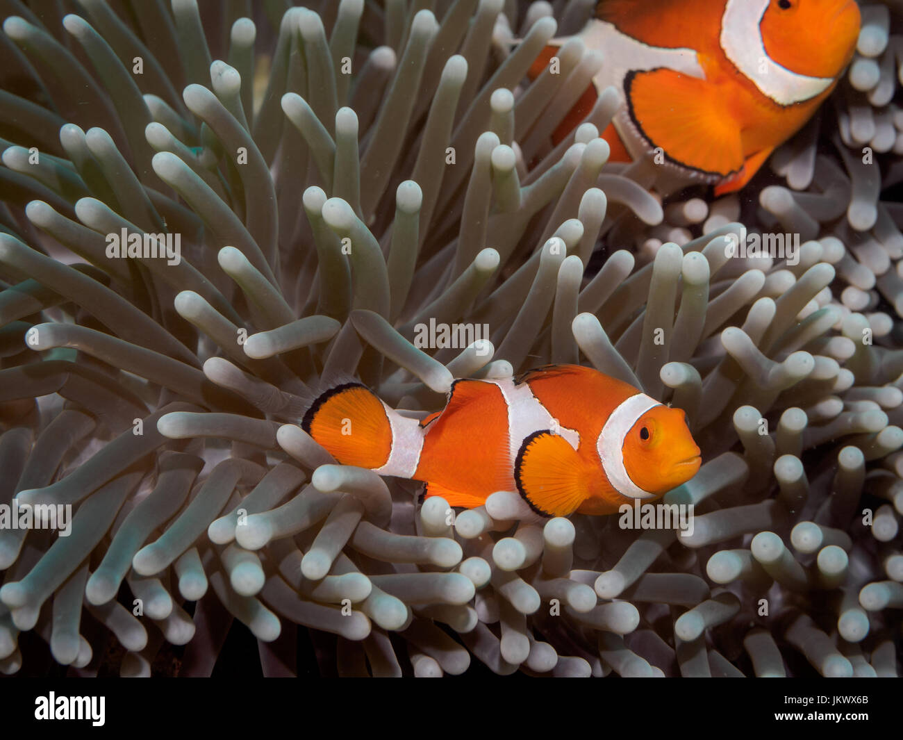 Clown anemone fish(Nemo) in anemone - Anilao Philippines Stock Photo ...