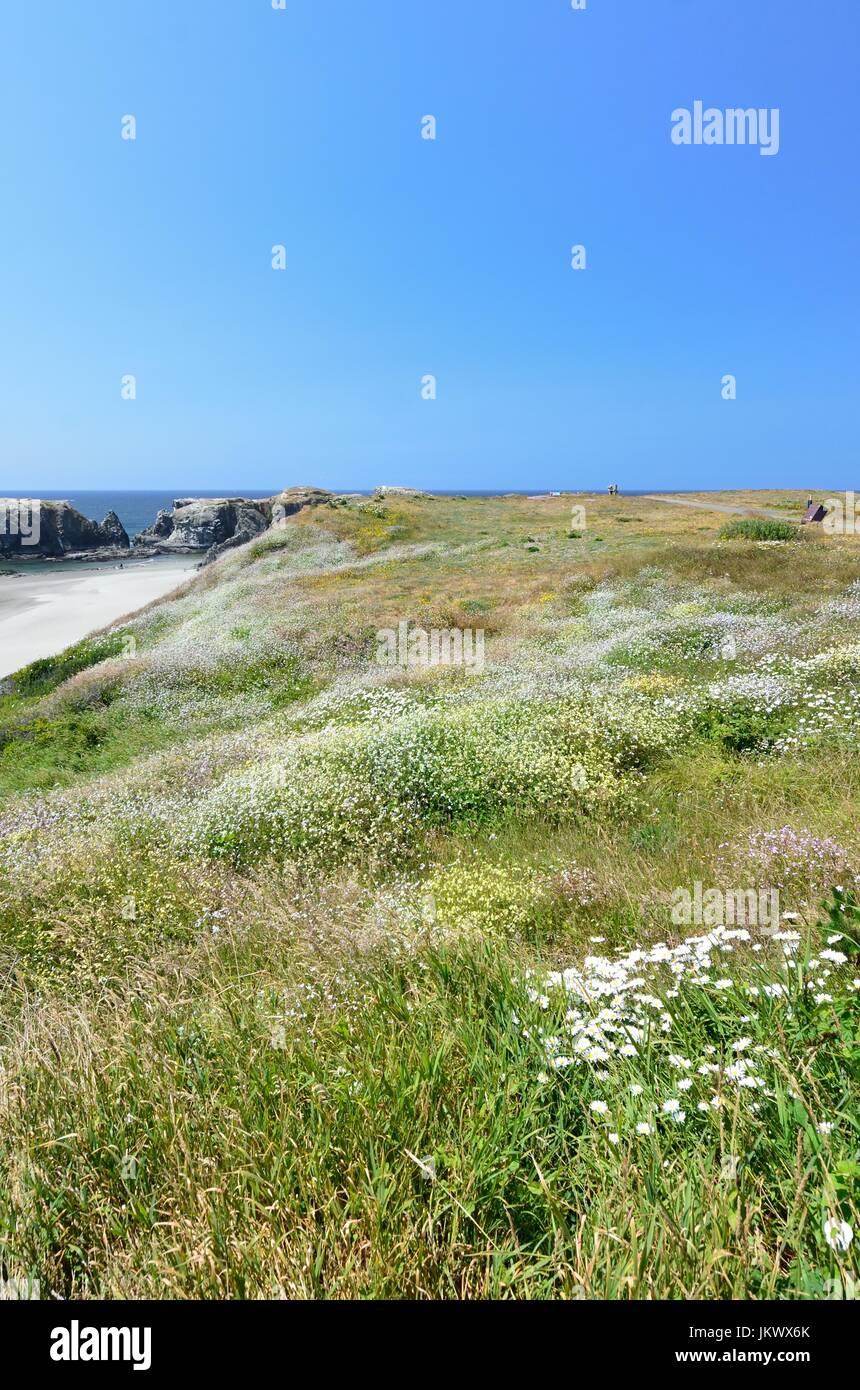 Hill Covered With Wild Flowers Overlooking Coquille Point Beach, Bandon ...