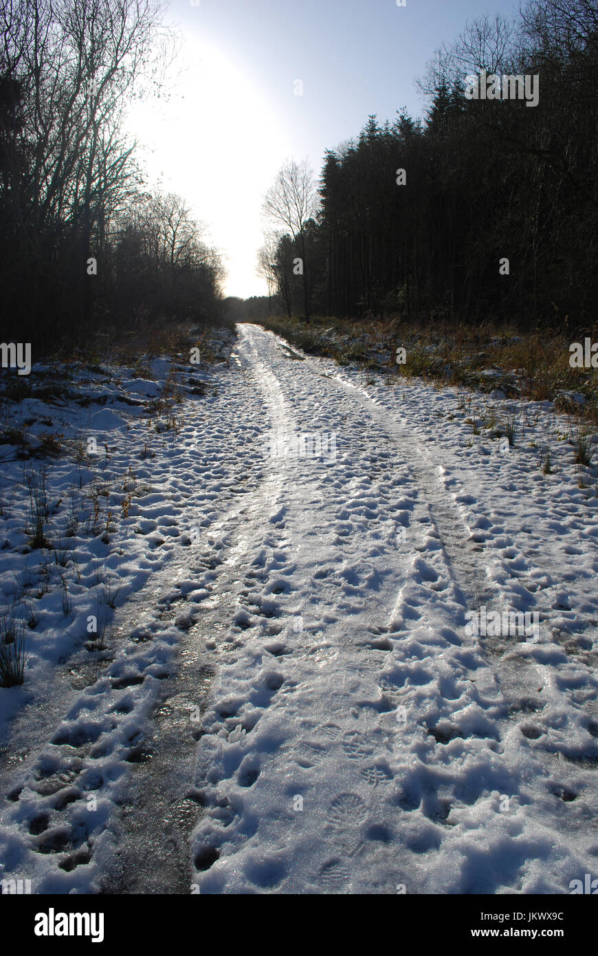 Snow covered path in woods in winter with bright sky Stock Photo - Alamy