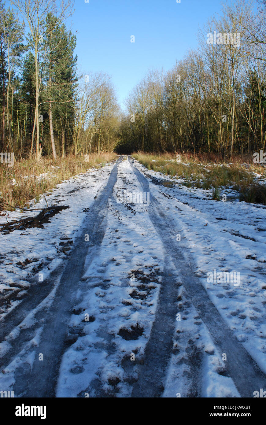 Snow covered path in woods in winter with bright sky Stock Photo - Alamy