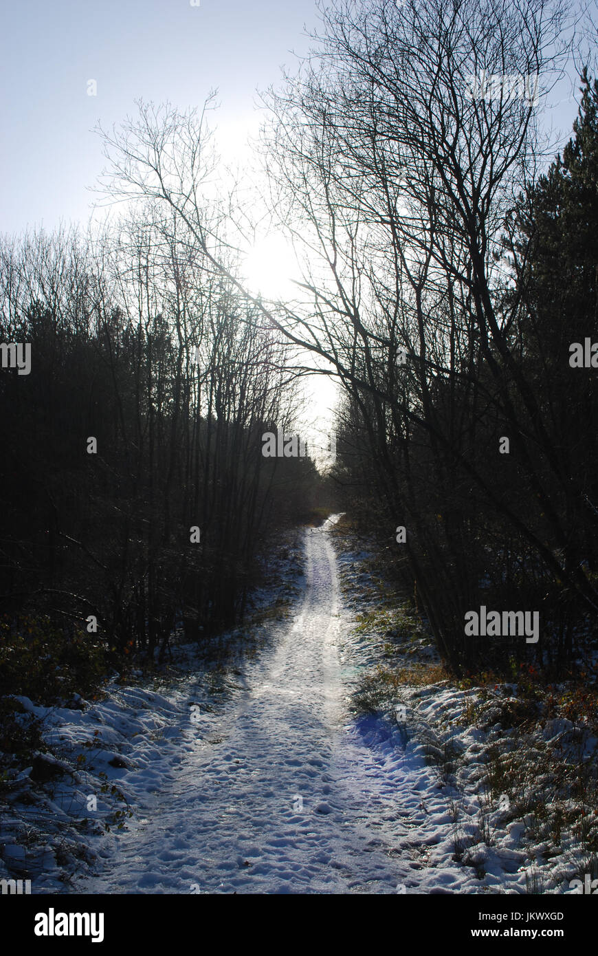 Snow covered path in woods in winter with bright sky Stock Photo - Alamy