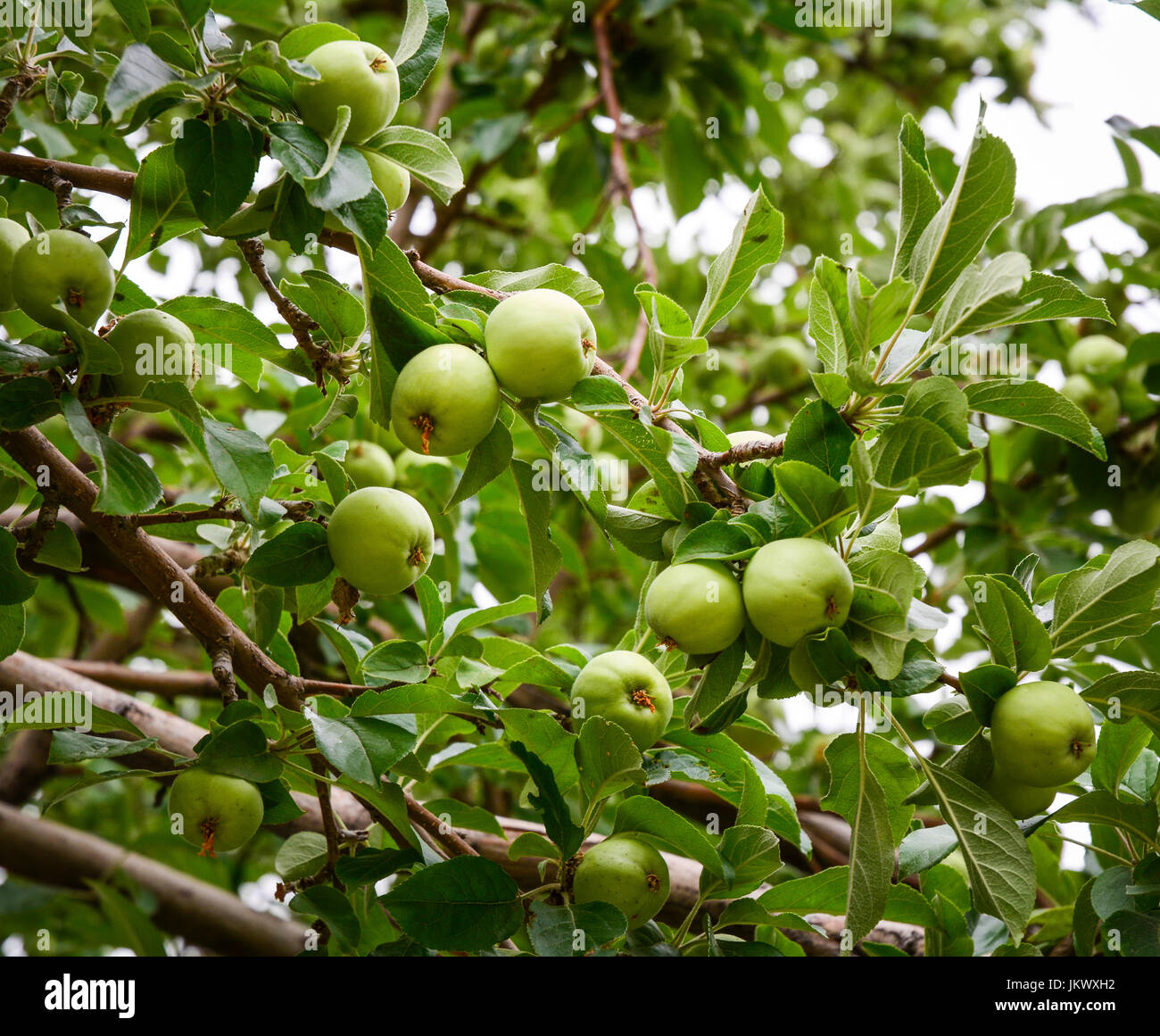 Apple tree at ladakh hi-res stock photography and images - Alamy