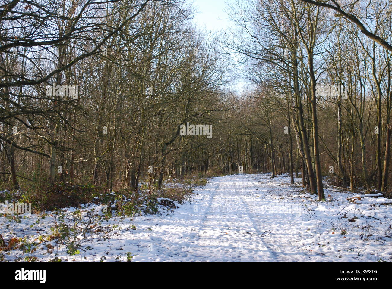 Snow covered path in woods in winter with bright sky Stock Photo - Alamy