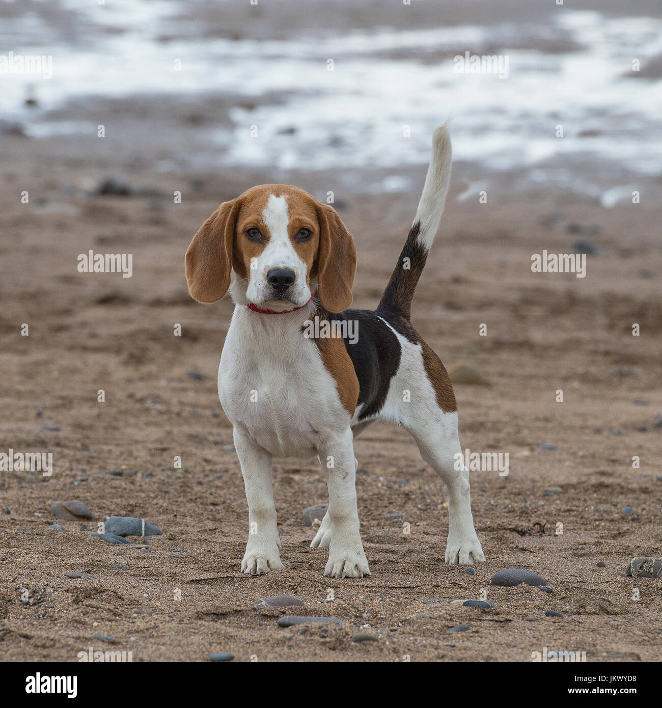 beagle on beach Stock Photo - Alamy