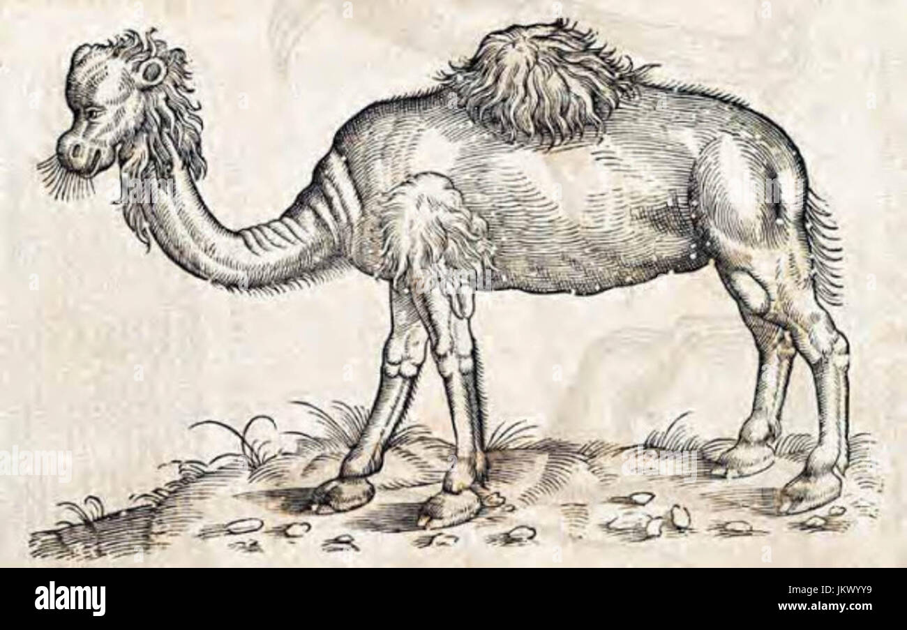 History of four footed beasts hi-res stock photography and images - Alamy