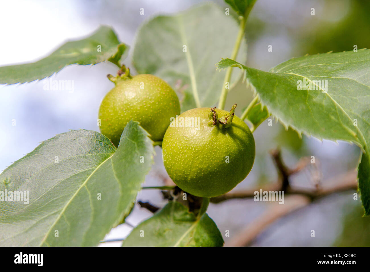Image fruits of a wild pear ripen on a tree Stock Photo - Alamy