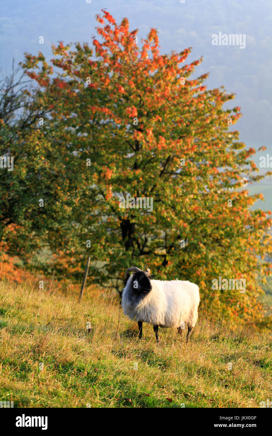 Sheep in front of a tree in an autumnal landscape Stock Photo - Alamy