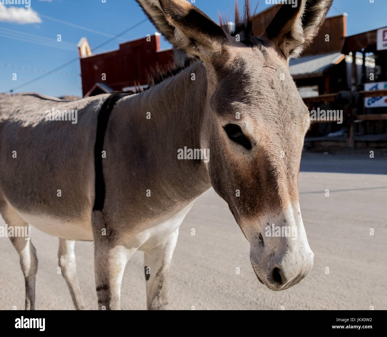 Oatman donkey burro wild desert arizona hi-res stock photography and ...