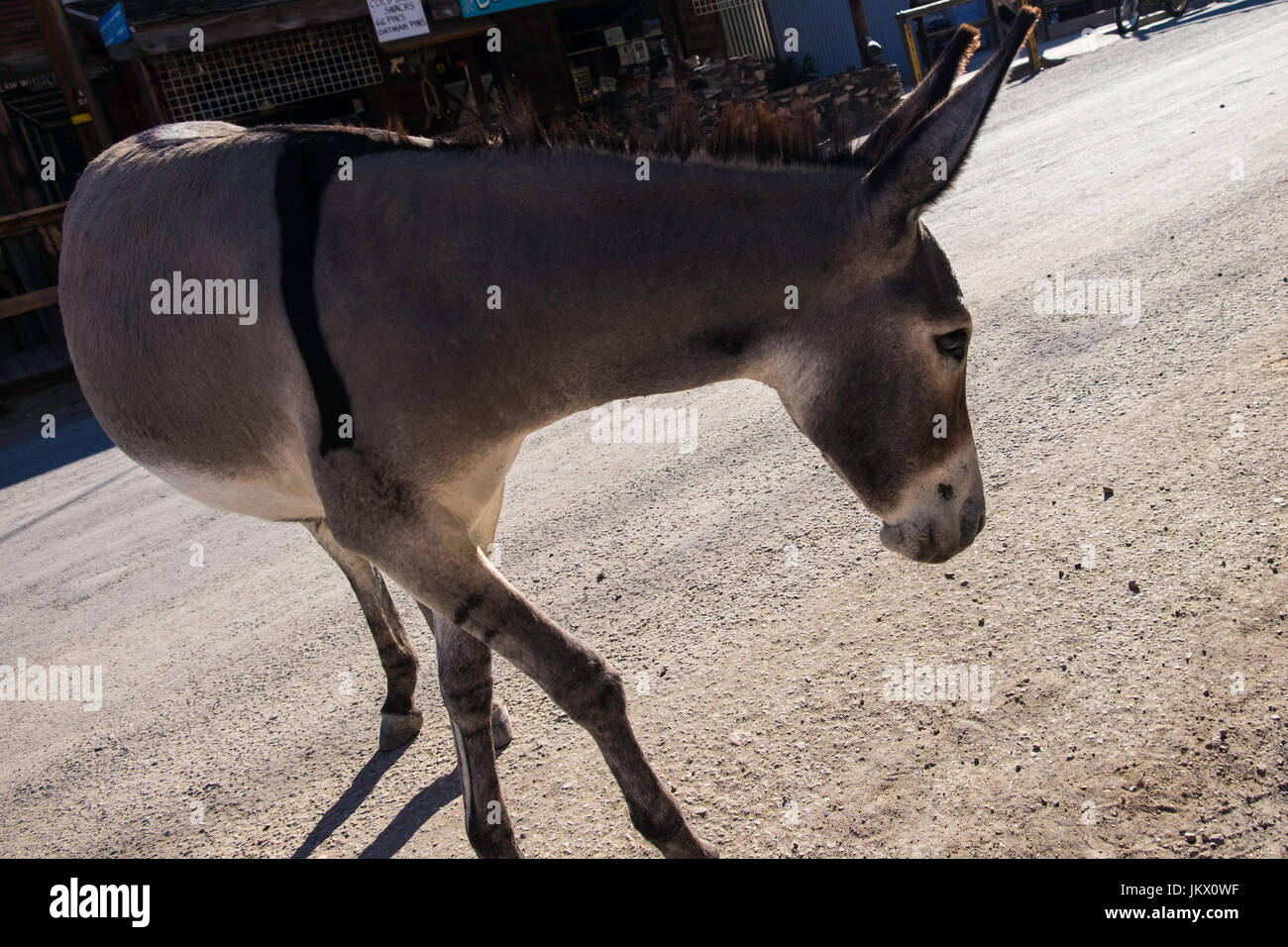 Pack burro hi-res stock photography and images - Alamy