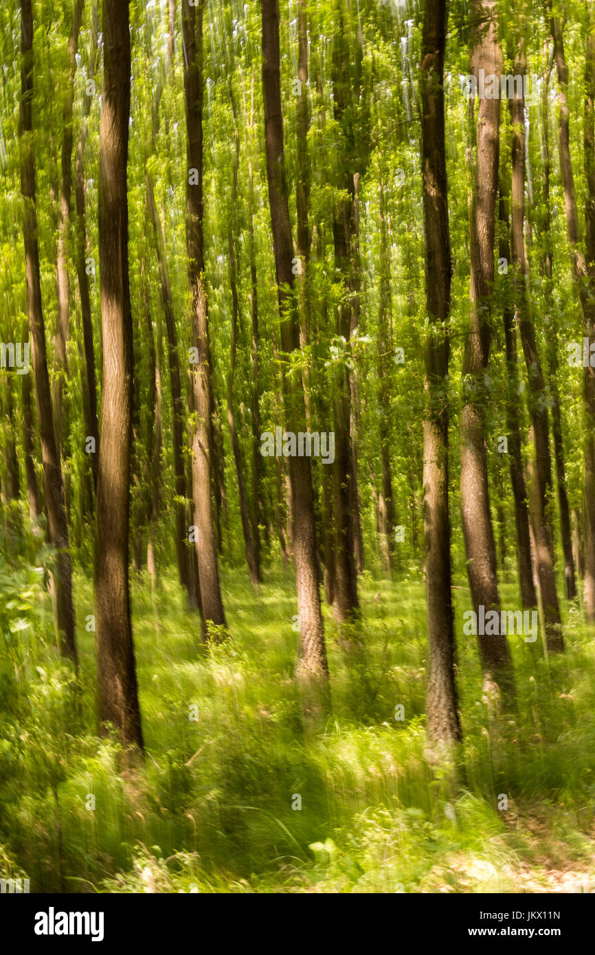 Blurred abstract of a forest in spring Stock Photo - Alamy