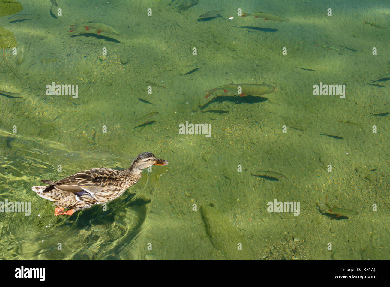 swarm of fish Rotfeder (Common rudd, Scardinius erythrophthalmus ...