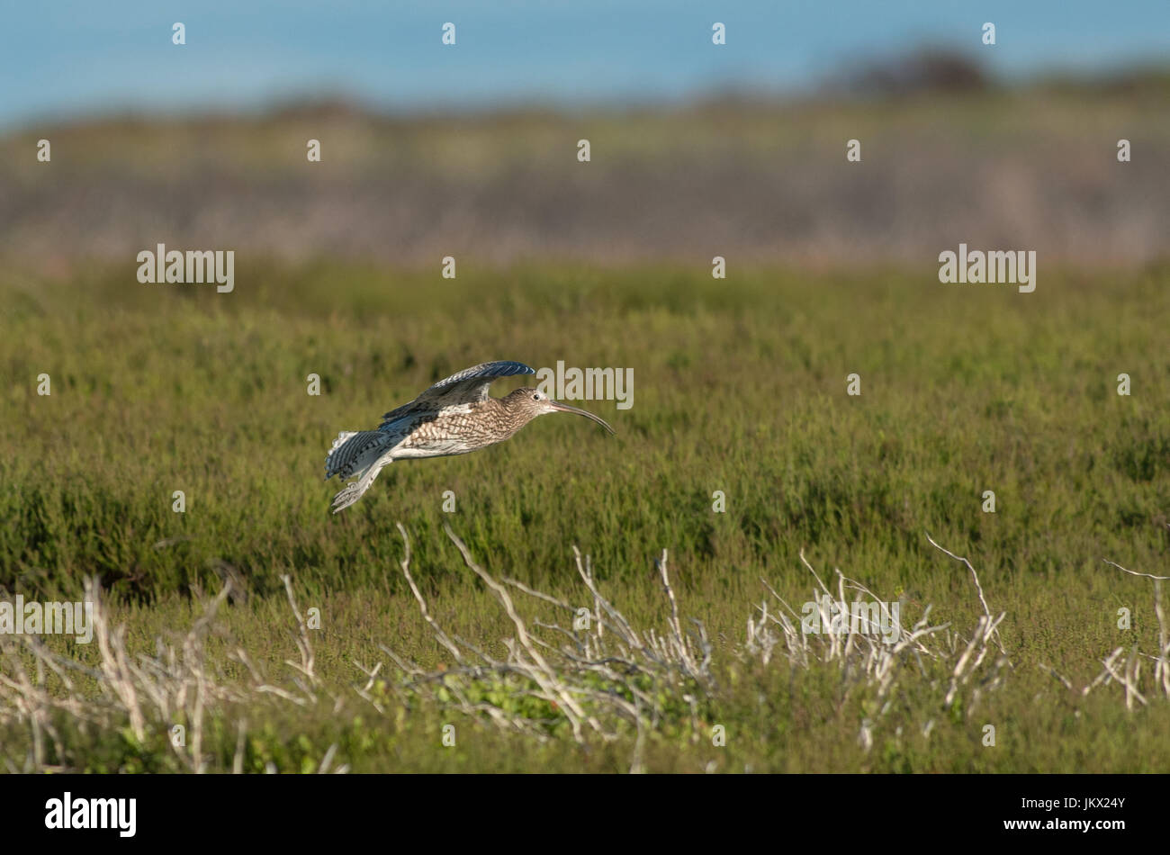 Curlew in flight uk hi-res stock photography and images - Alamy