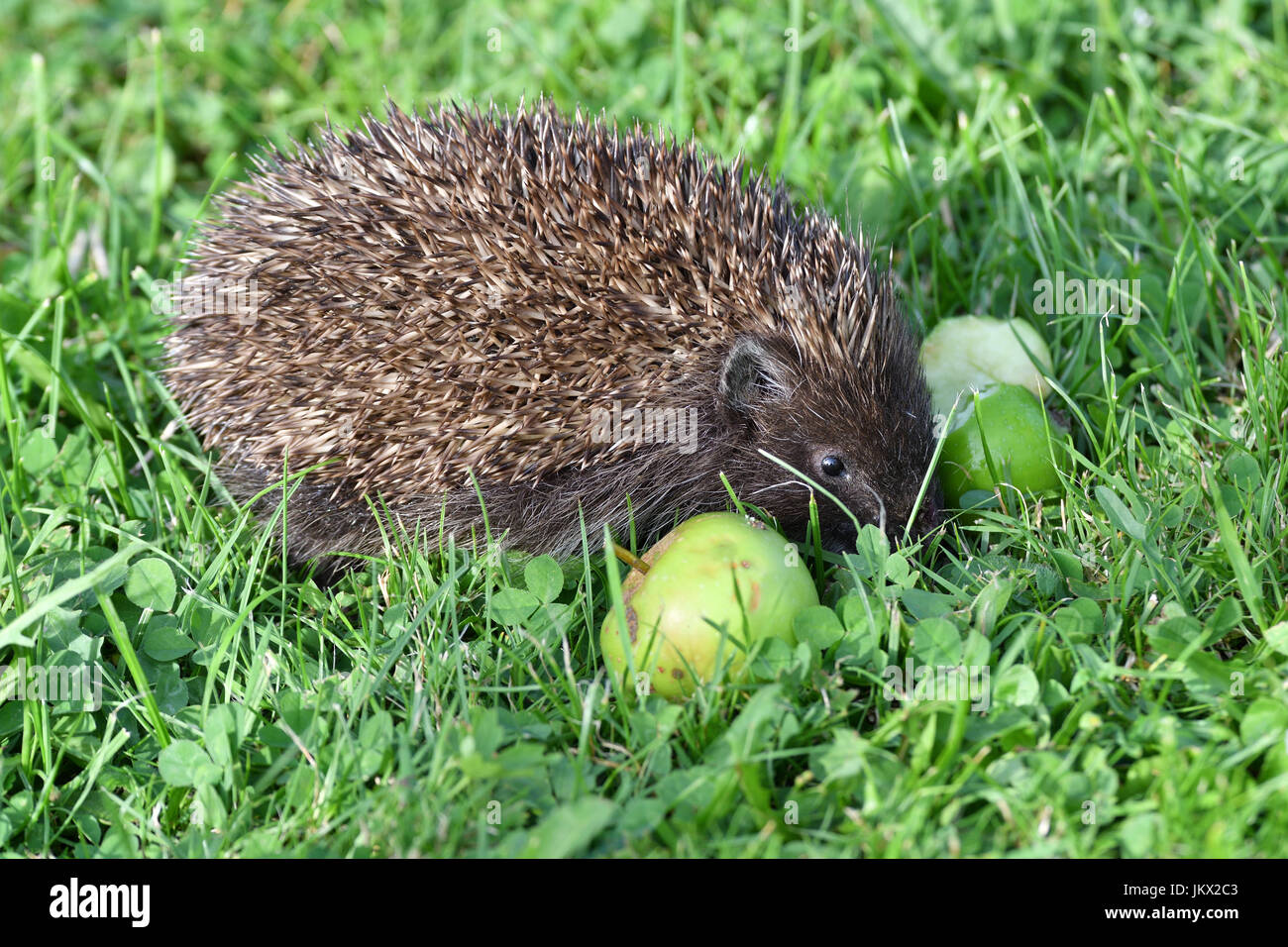 wildlife hedgehog eats on the grass Stock Photo - Alamy