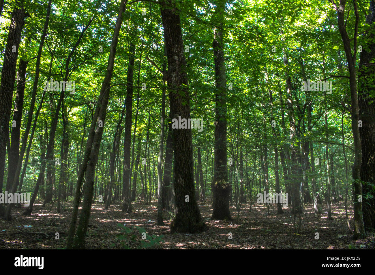A deep misty green forest Stock Photo - Alamy