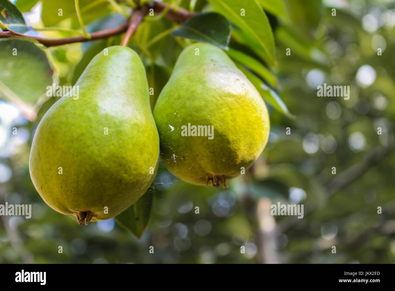 Two green pears in tree bound by spider web Stock Photo - Alamy