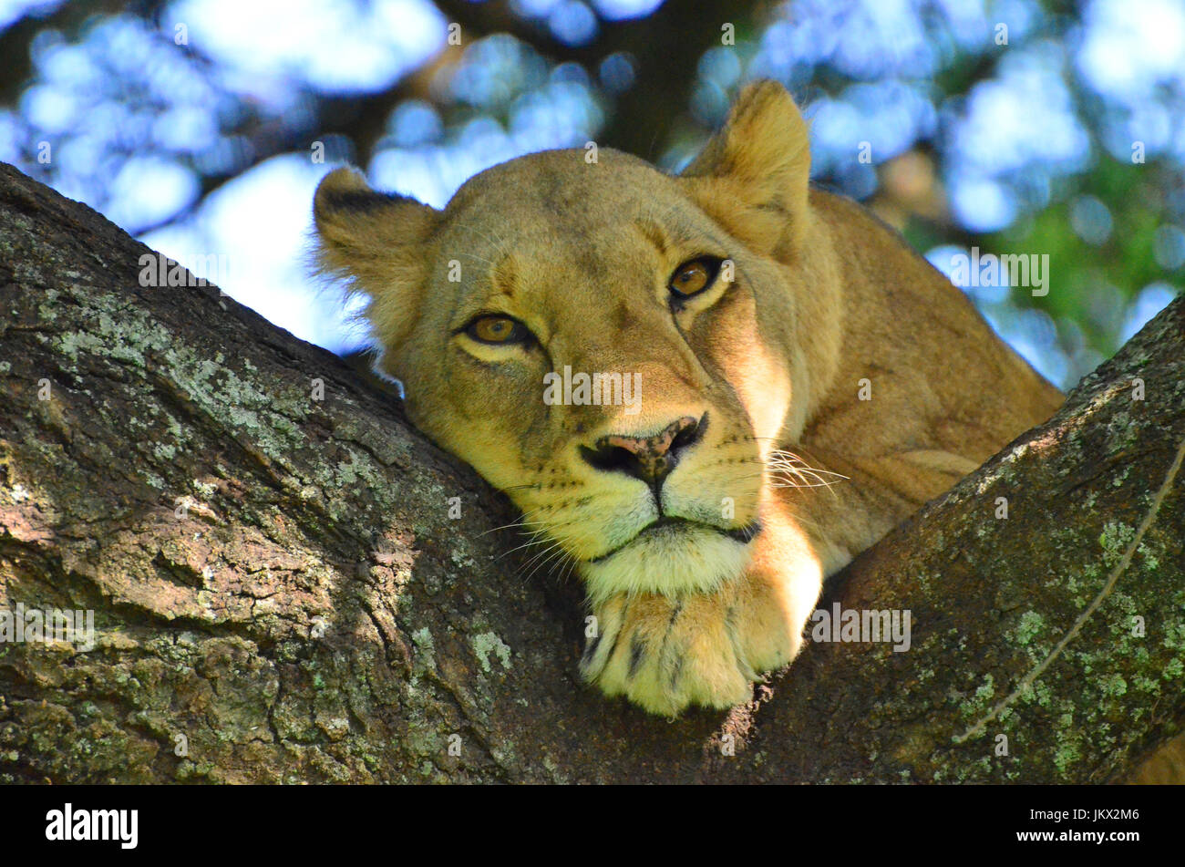 Lion looking up Stock Photo - Alamy