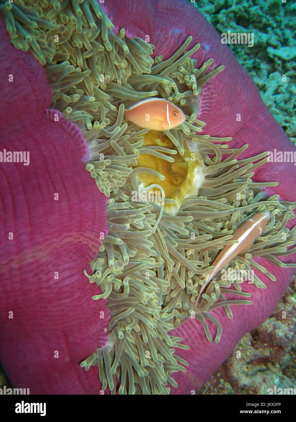 Rish to fish hi-res stock photography and images - Alamy