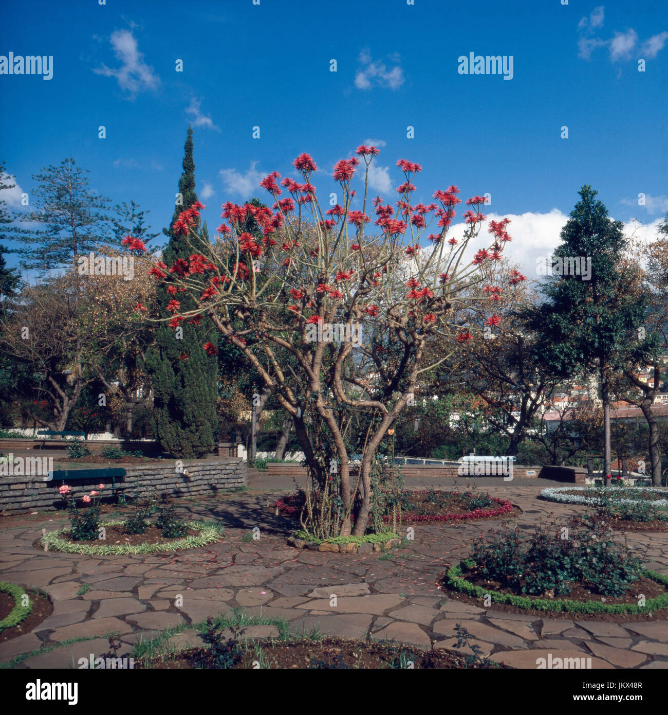 Park am Hafen von Funchal auf Madeira, Portugal 1980er Jahre. Gardens ...
