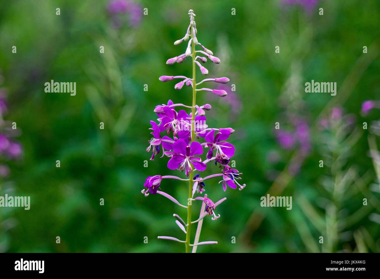 Fireweed in bloom, Alaska Stock Photo - Alamy