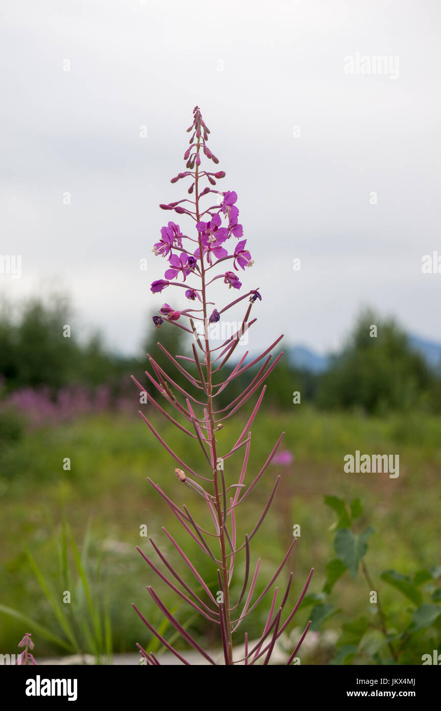 Fireweed in bloom, Alaska Stock Photo - Alamy