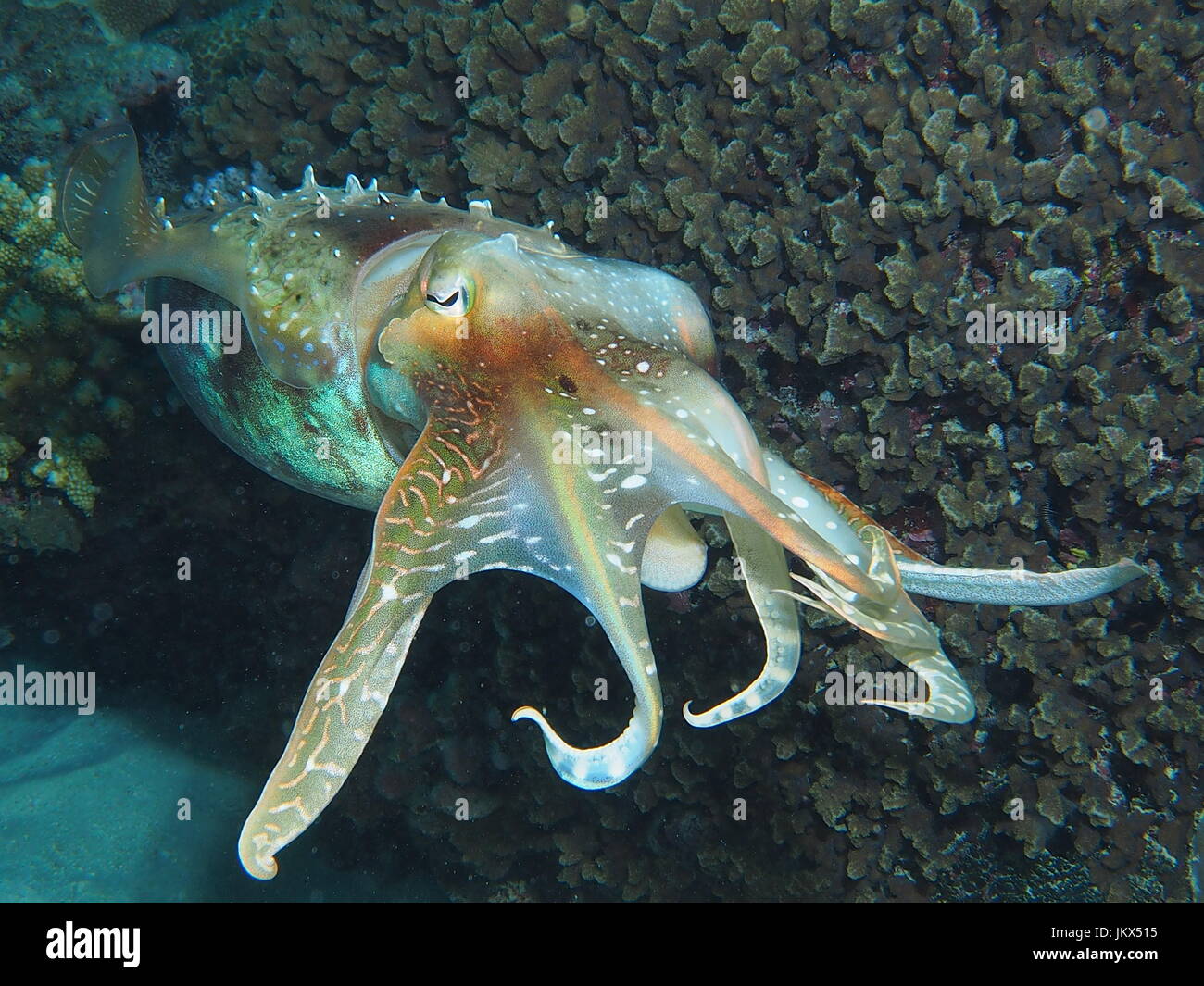 Cuttlefish displaying great barrier reef hi-res stock photography and ...