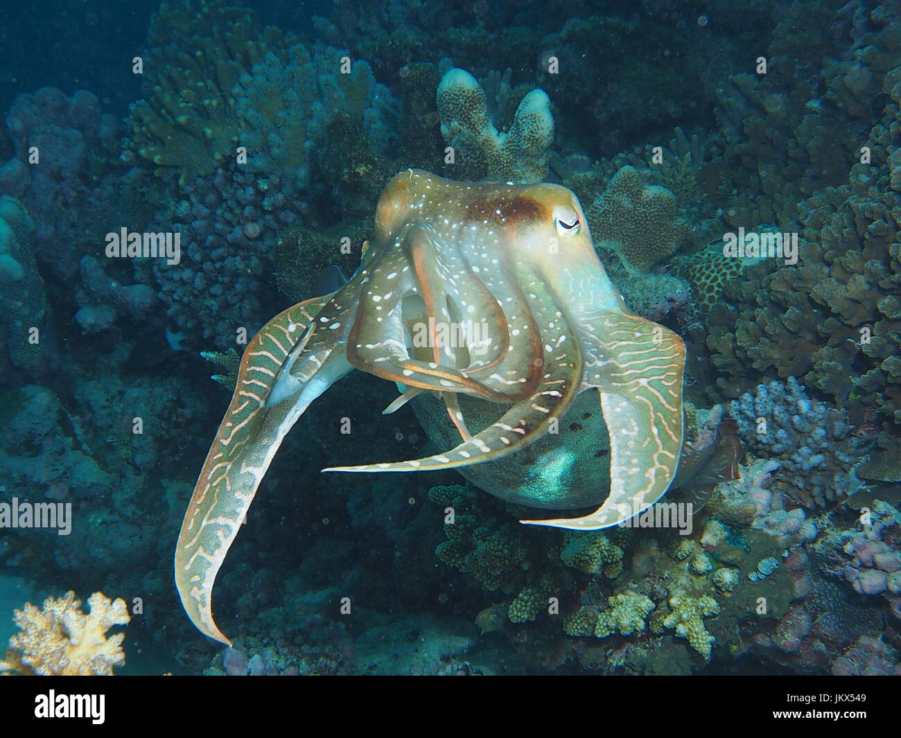 Cuttlefish displaying great barrier reef Stock Photo - Alamy