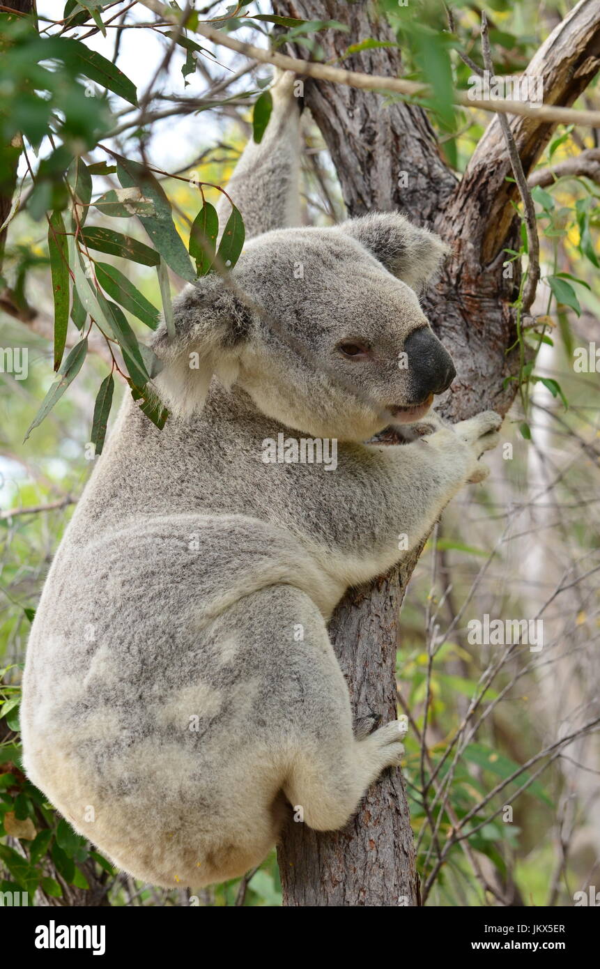 Koala climbing a tree Stock Photo - Alamy