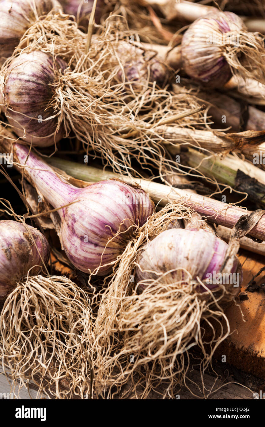 Garlic bulb fresh grow green hi-res stock photography and images - Alamy