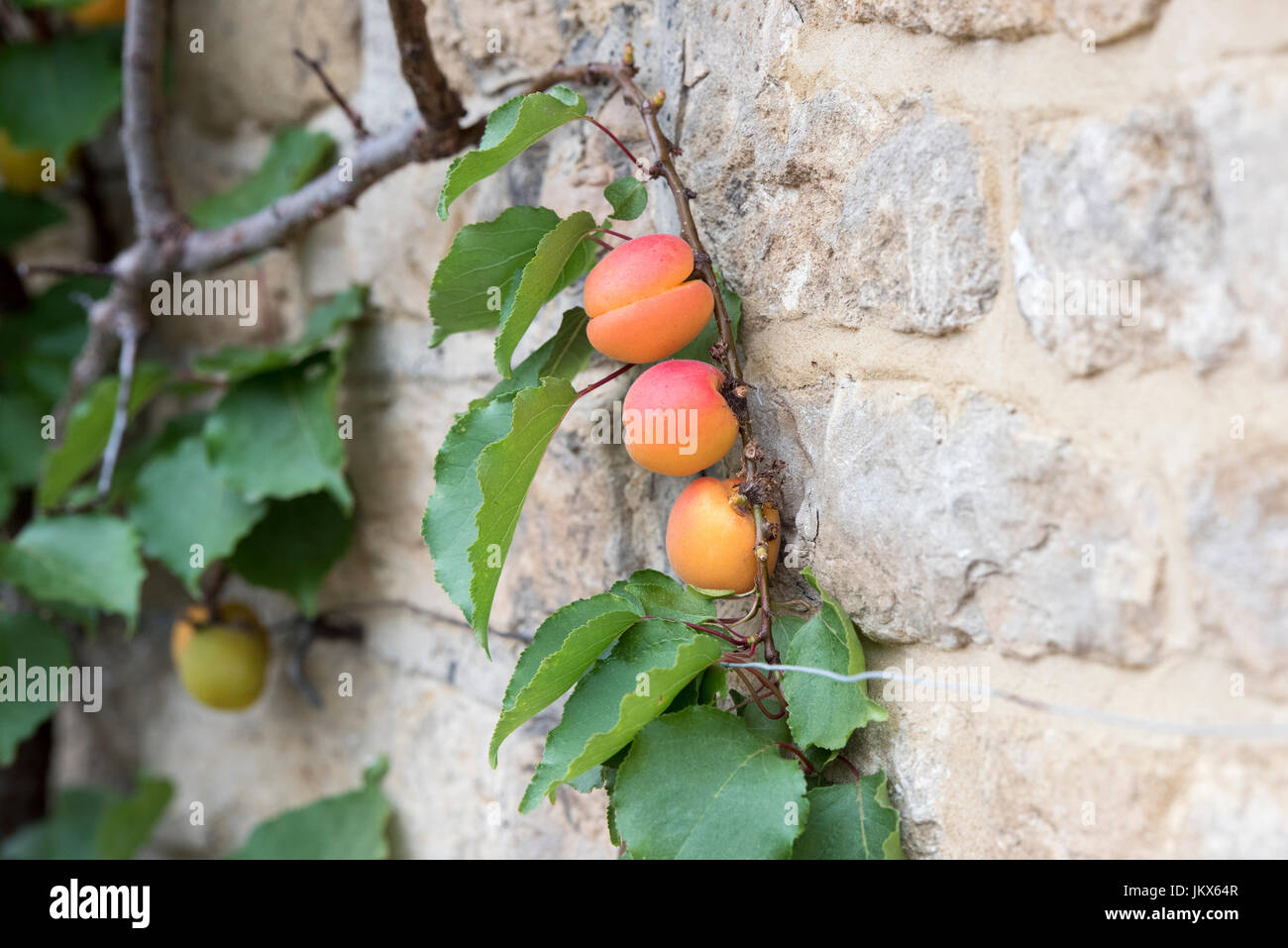 Prunus armeniaca. Fruiting espalier apricot tree on a stone cottage ...