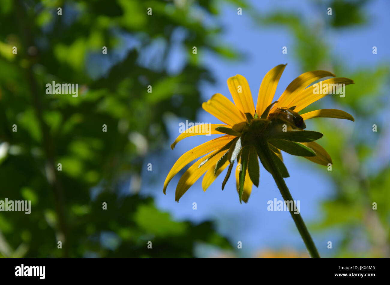 Sunny flower hi-res stock photography and images - Alamy