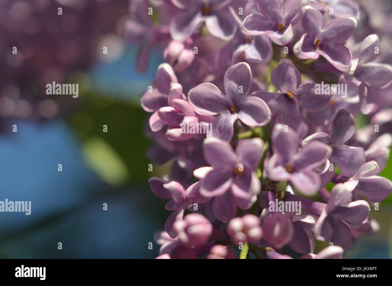 Lilas hi-res stock photography and images - Alamy