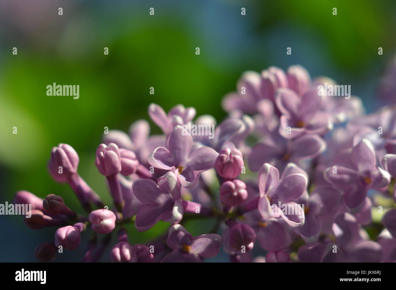 Lilas hi-res stock photography and images - Alamy