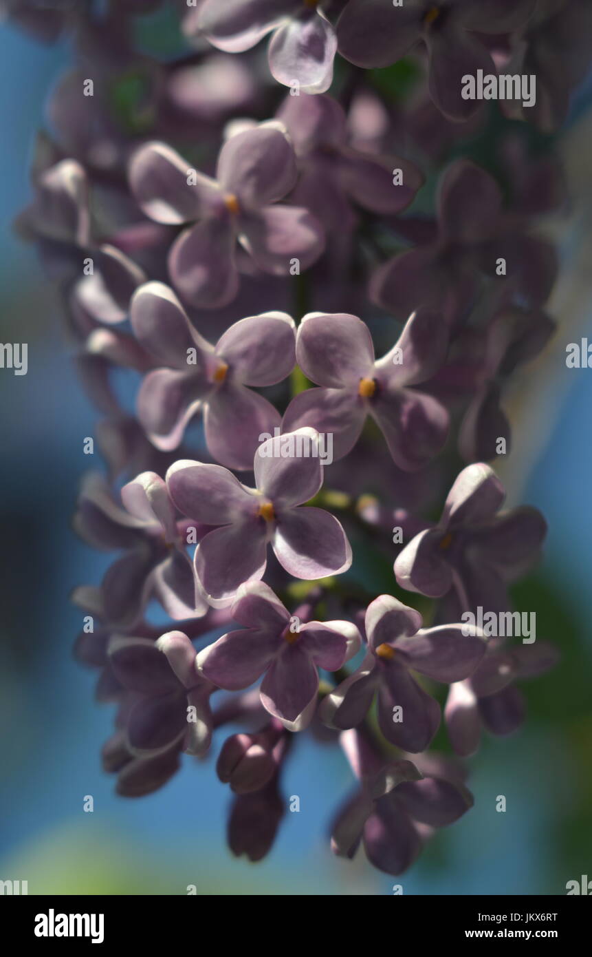Lilas hi-res stock photography and images - Alamy