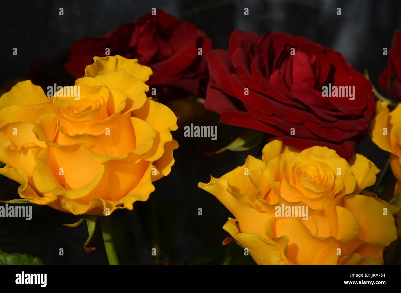 Yellow and red roses Stock Photo - Alamy